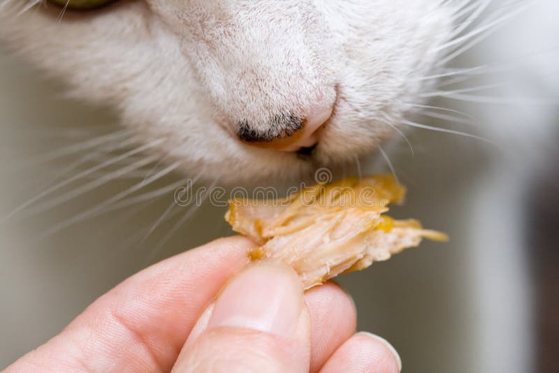 Animal food stock image. Image of animal, vitamin, meal - 6579389