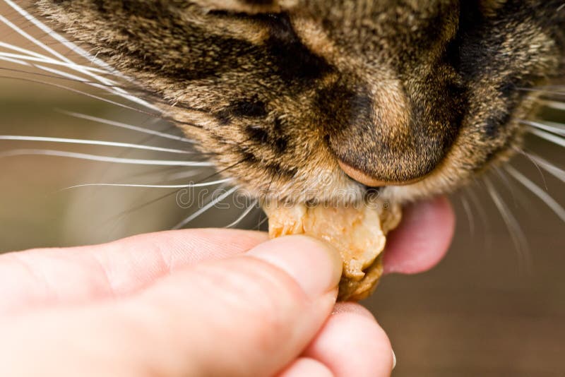 Cat Eating Snack stock photo. Image of meal, fingers, food - 5883762
