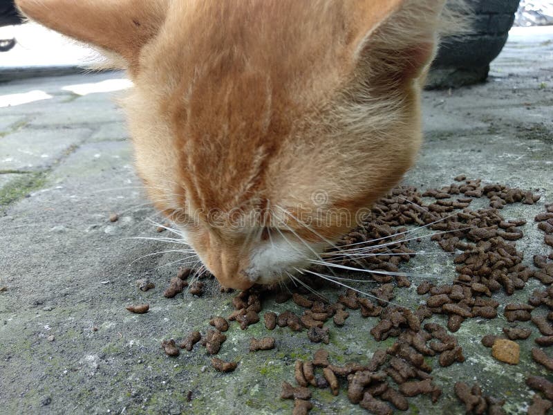 Cat eating snack stock photo. Image of snack, beak, kitten - 252318138
