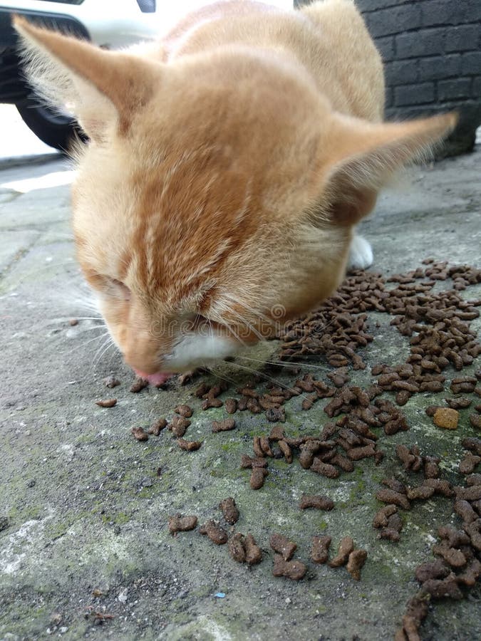 Cat eating snack stock image. Image of nose, mammal - 252318157