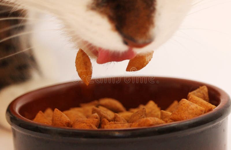 Cat eating stock image. Image of eats, snacks, eyes - 142548979