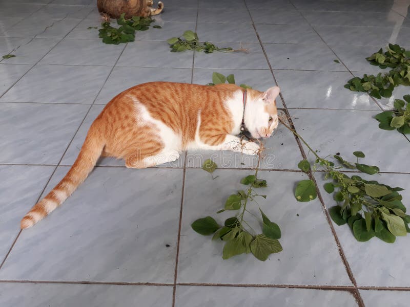 The Cat is Eating the Tree Roots, Lying on the Floor. Stock Photo ...