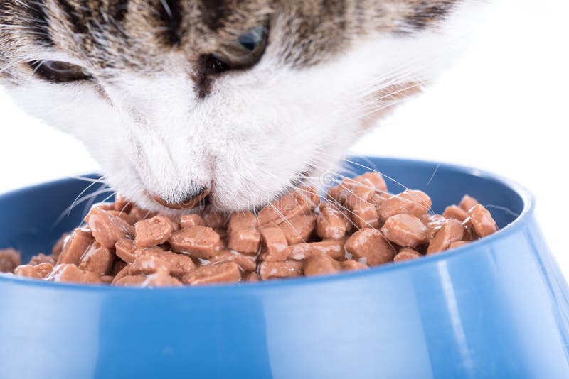 Cat eating wet food stock photo. Image of head, proteins - 59589720