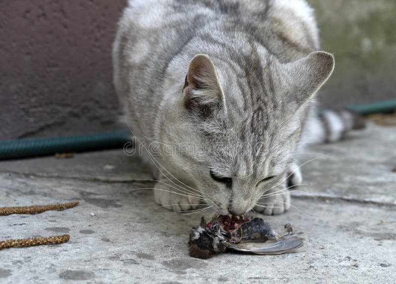 Cat Eats the a Bird, the Risk of Transmission of Disease from Birds To ...