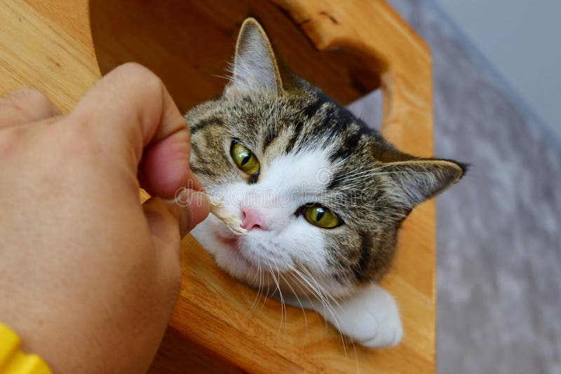 The Cat Eats Chicken Meat from the Hand of the Feeder. Stock Image ...