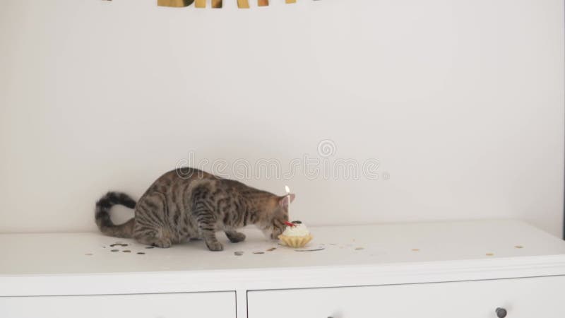 A Cat Eats a Cupcake for His Birthday Stock Video - Video of scottish ...
