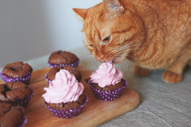 Cat Eating Cupcake
