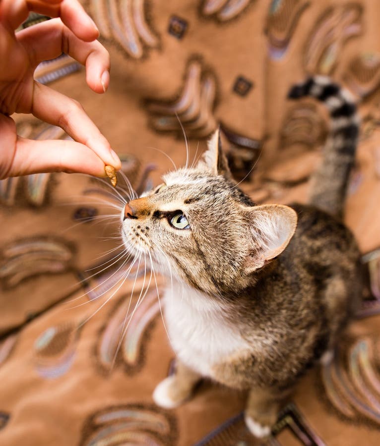 The Cat Eats the Feed from His Hand Stock Photo - Image of head, funny ...
