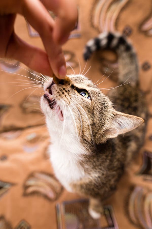 The Cat Eats the Feed from His Hand Stock Image - Image of hand, animal ...