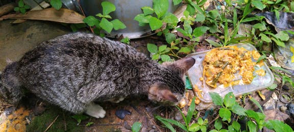Cat eats fish curry stock image. Image of mammal, jungle - 373277533