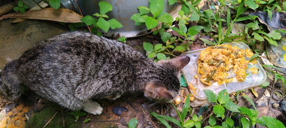 Cat eats fish curry stock image. Image of mammal, jungle - 373277533