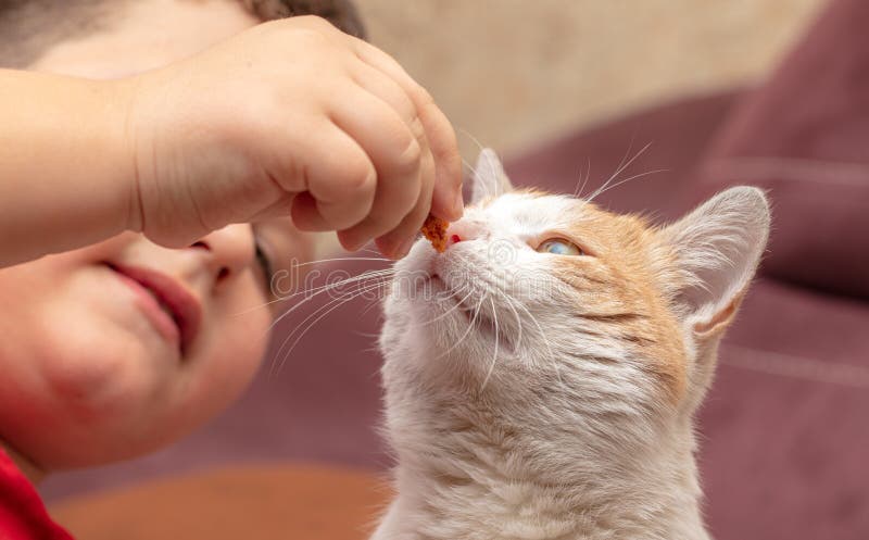 The Cat Eats Food from the Hand Stock Photo - Image of cute, snack ...