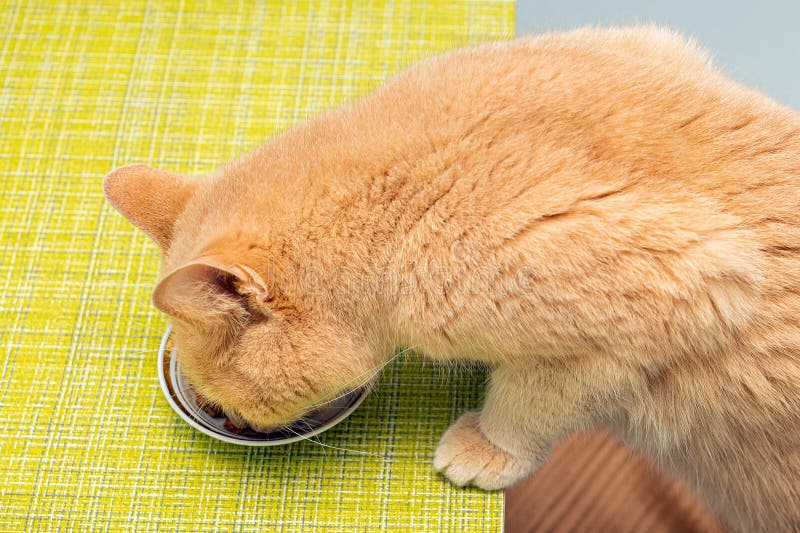 Cat Eats Food from a Plate on the Table Stock Image - Image of table ...
