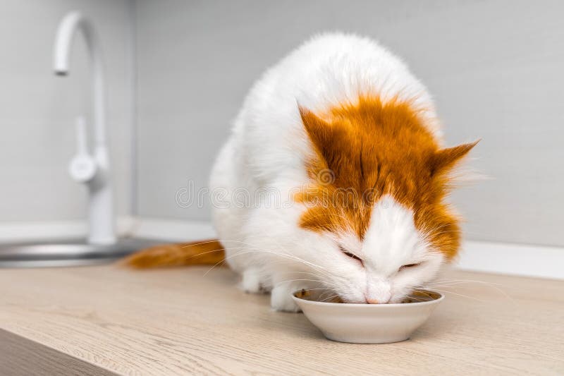 Cat Eats Food Sitting on the Kitchen Counter Stock Photo - Image of ...