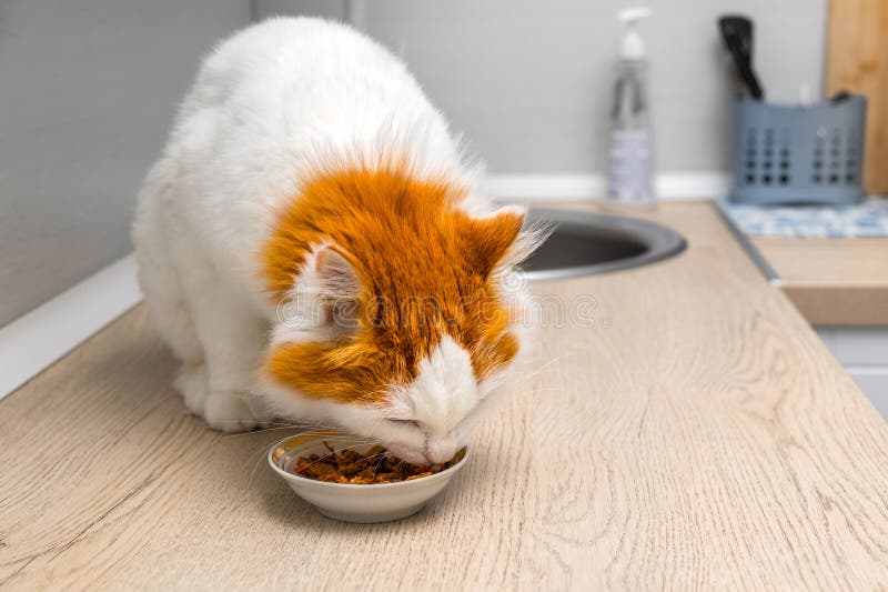 Cat Eats Food Sitting on the Kitchen Counter. Stock Photo - Image of ...