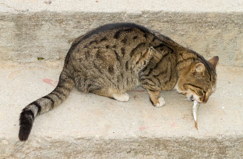 Cat eats fresh fish stock photo. Image of domestic, fishy - 95374302