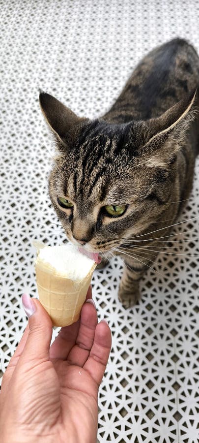 Cat Eats Ice Cream from Hands Stock Photo - Image of licks, portrait: 387123172
