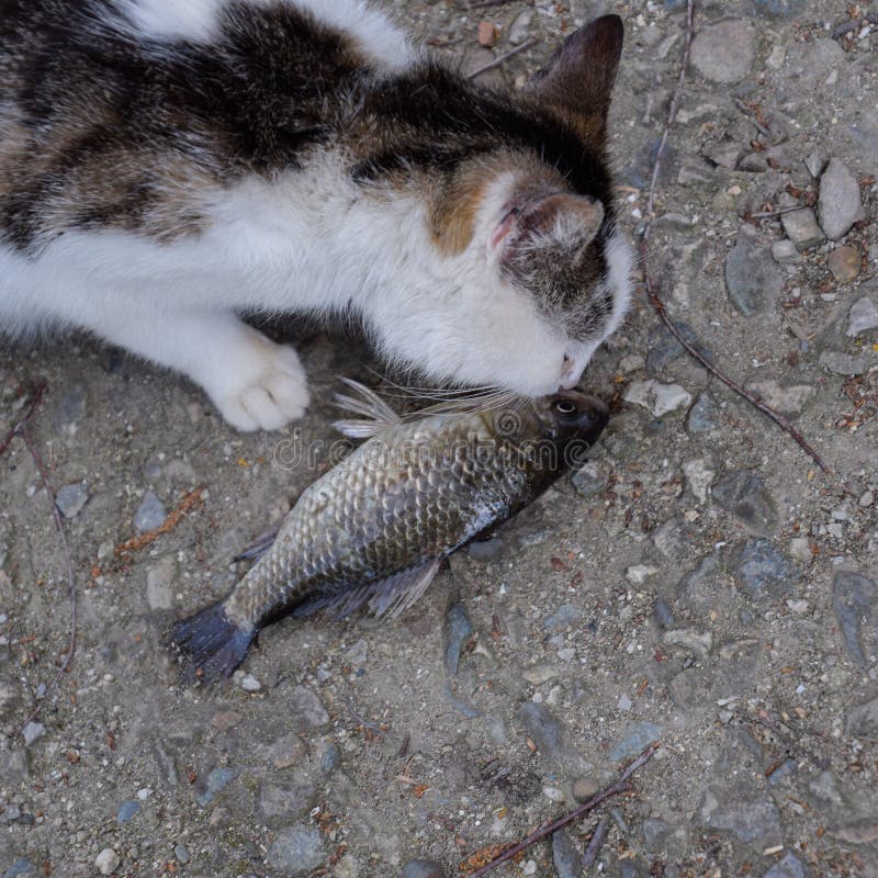 The Cat Eats Live Fish. Fish Catch Stock Photo - Image of freshwater ...