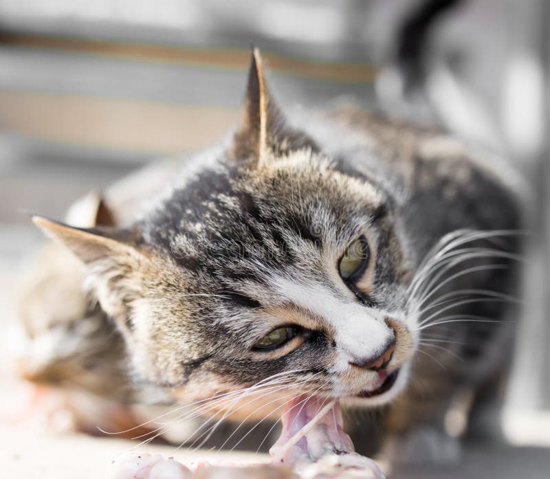 Cat eats meat on nature stock image. Image of kitty - 109110261