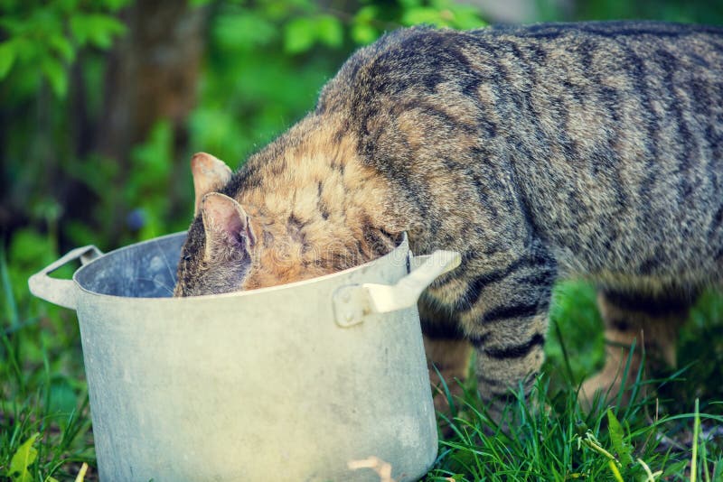 The cat eats from the pan stock image. Image of domestic - 121064035