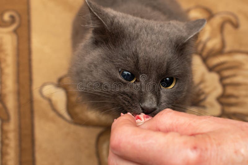 Cat eats a piece of meat stock photo. Image of enjoyment - 345883726