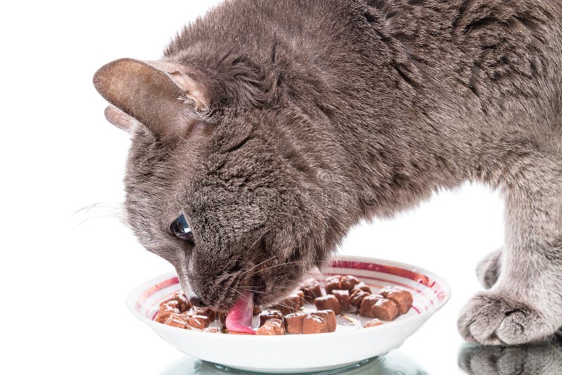 Hungry Cat stock photo. Image of white, eating, staring - 29873744