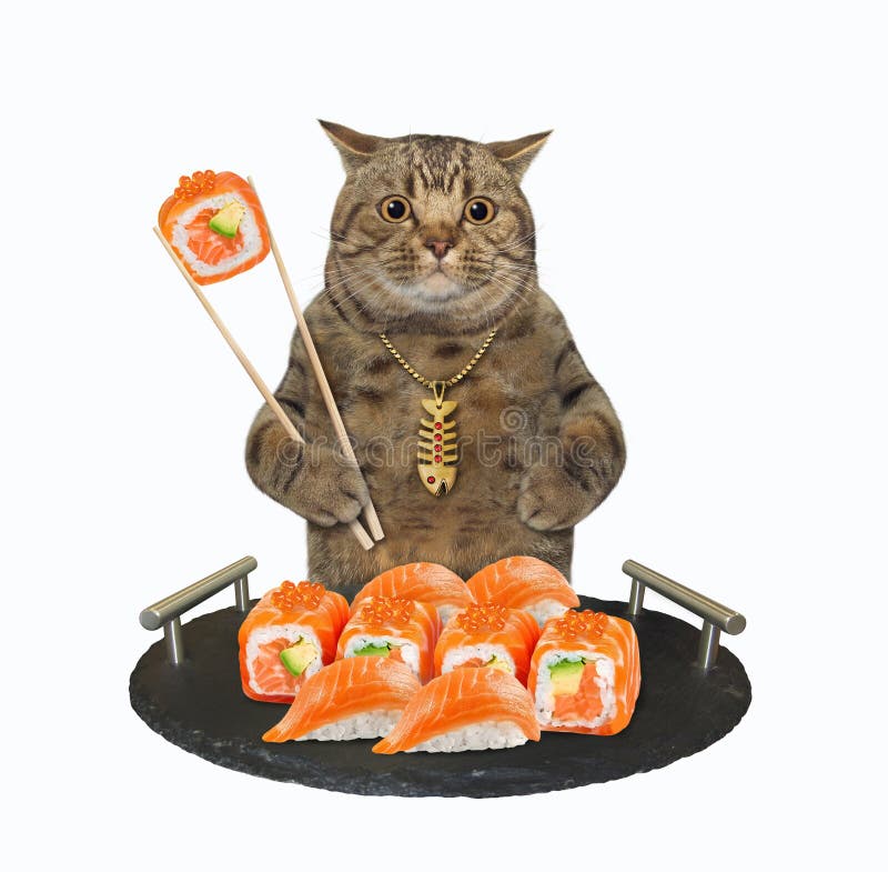 Cat eats sushi on the bed stock photo. Image of healthy - 121128298