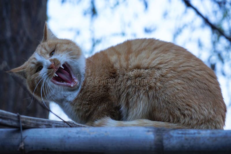 Cat on the Eaves of the Country Stock Image - Image of country, white ...