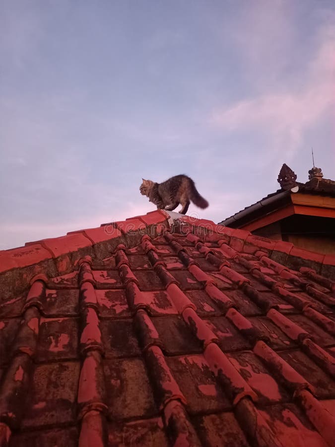 A Cat on the Edge of a High Roof Stock Image - Image of temple, cloud ...