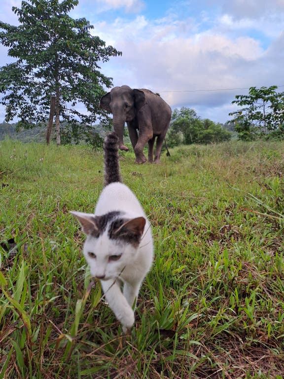 Cat and elaphant stock image. Image of elaphant, plant - 261678271