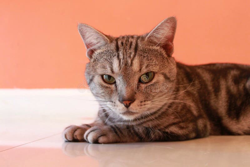 Cat emotions nap stock image. Image of look, smile, sleep - 58967845