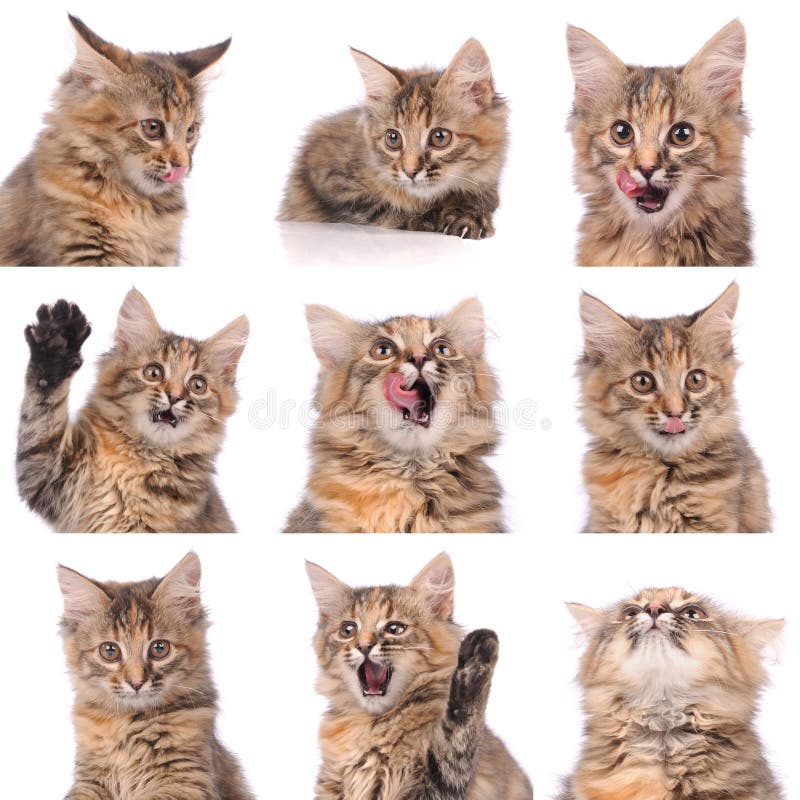 Cat Emotions Composite Stock Photos - Free & Royalty-Free Stock Photos ...