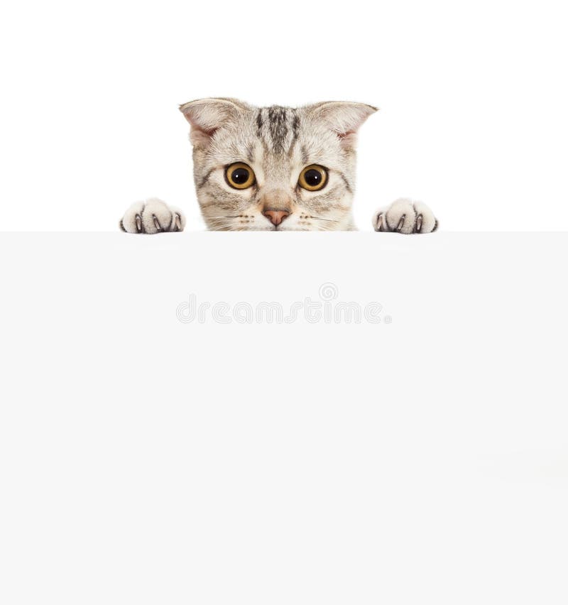 Cat with empty board stock image. Image of lovely, closeup - 35656305