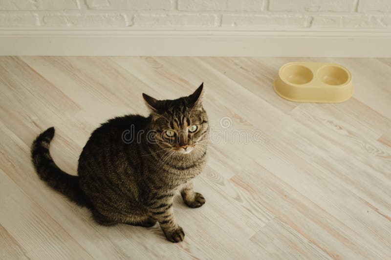 Cat and Empty Bowl of Food. Hungry Domestic Cat. Feeding Cat Stock ...