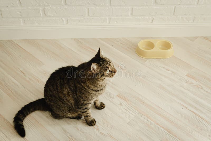 Cat and Empty Bowl of Food. Hungry Cat. Feeding Cat Stock Image - Image ...