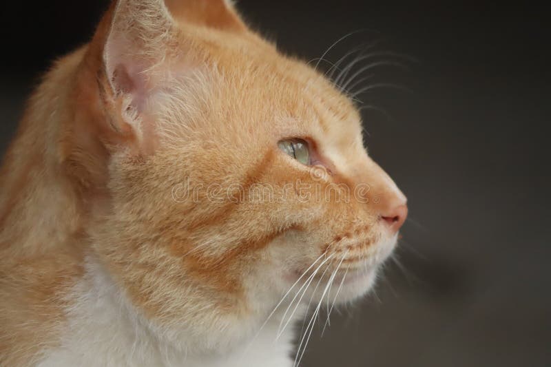 A cat with empty stock image. Image of whiskers, eyes - 314619795