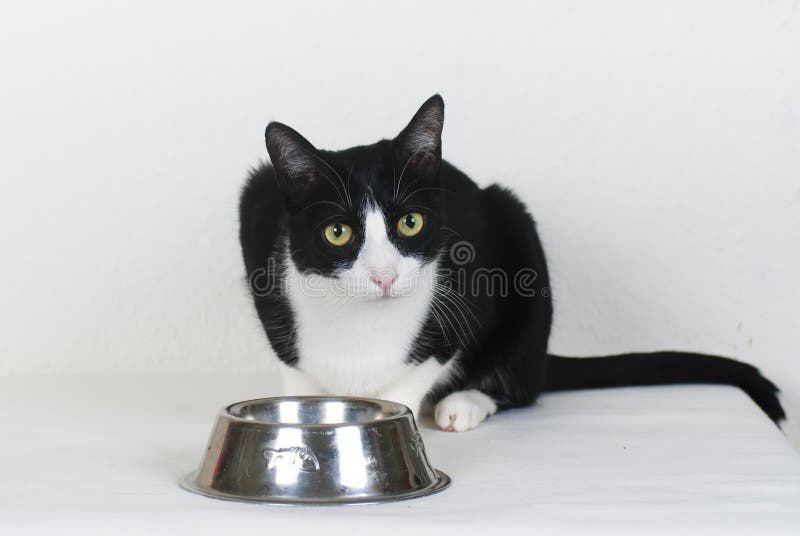 Cat with empty food bowl stock photo. Image of white - 20394450