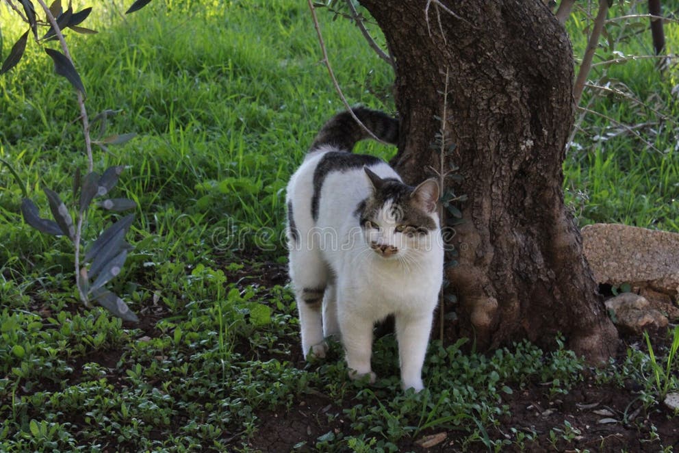 Cat stock image. Image of garden, lovely, spring, pets - 92618779