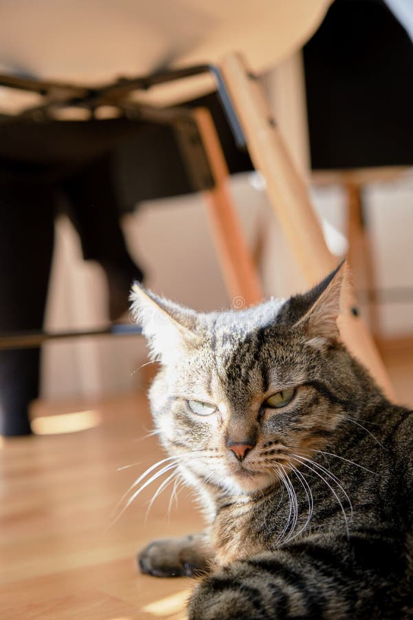 Cat enjoy the sun stock image. Image of living, rest - 178140827