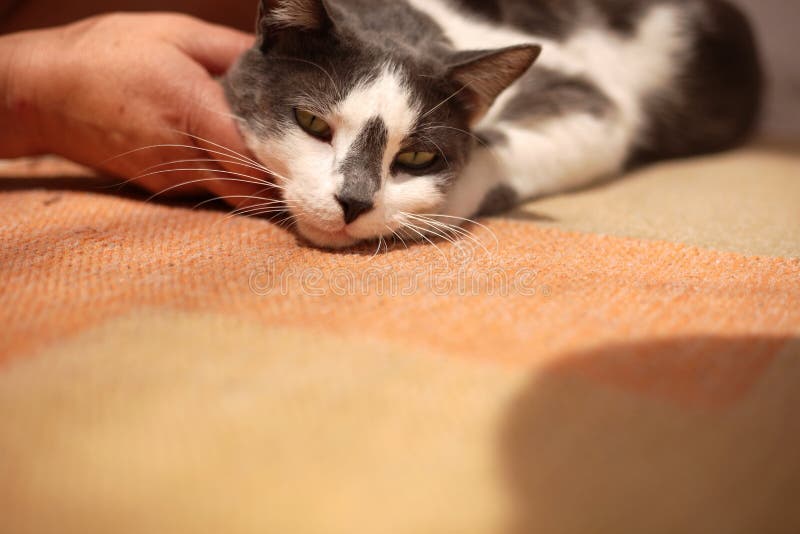 175 Cat Petted Stock Photos - Free & Royalty-Free Stock Photos from ...