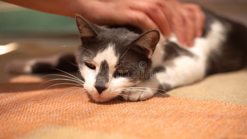 Cat Enjoying Being Petted Stock Photos - Free & Royalty-Free Stock ...