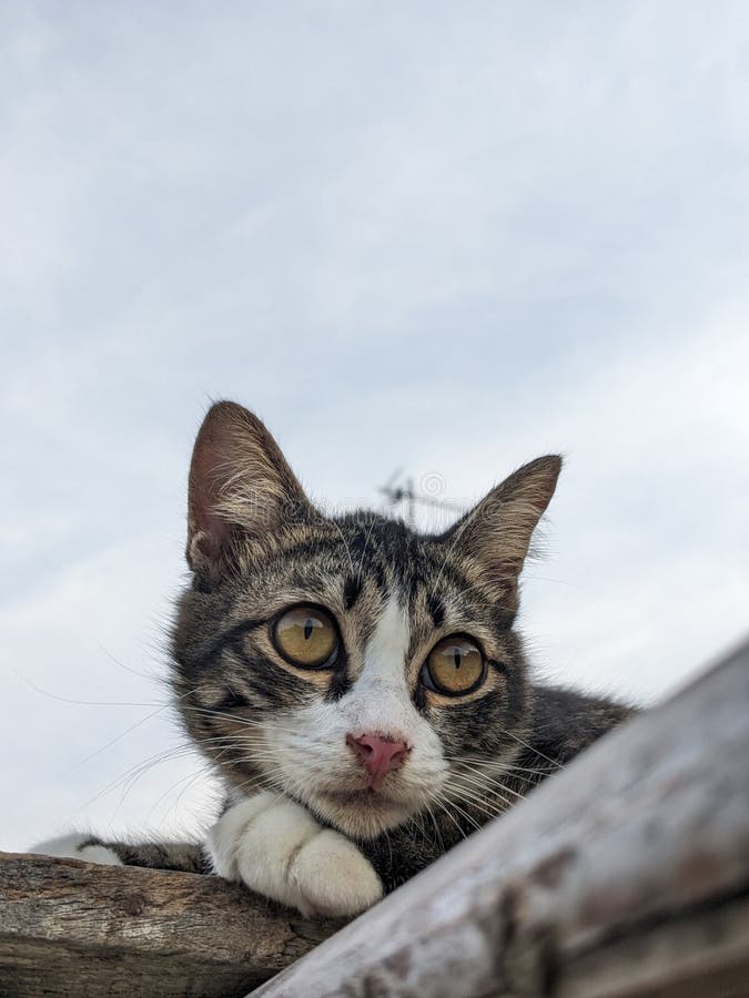 Cat Enjoying the Bright Morning Sun Stock Photo - Image of animal, nose ...