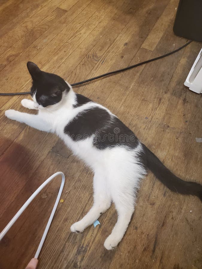 Cat enjoying her life stock photo. Image of puppy, animal - 186455048