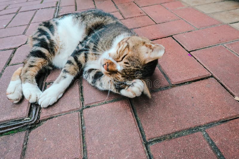 A Cat Enjoying a Moment of Rest Editorial Image - Image of comfort ...