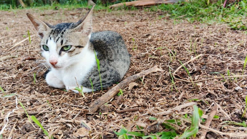 Cat Enjoying Situation Stock Photos - Free & Royalty-Free Stock Photos ...