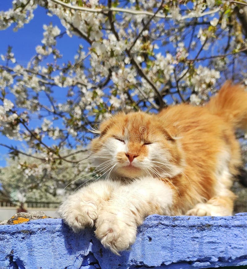 The Cat Enjoying the Spring Sunrays Stock Photo - Image of wildlife ...