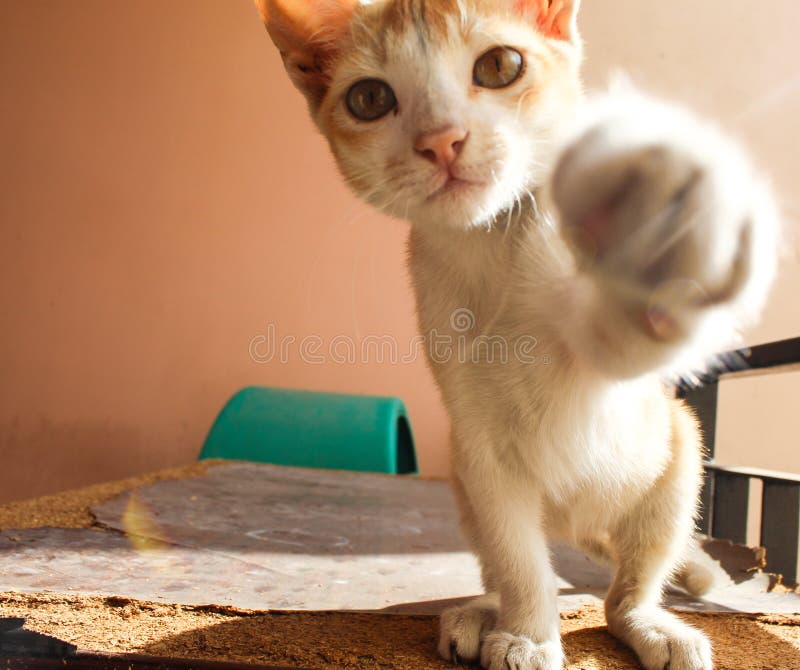 Cat Enjoying Sun on the Table Saying Hello Stock Photo - Image of ...