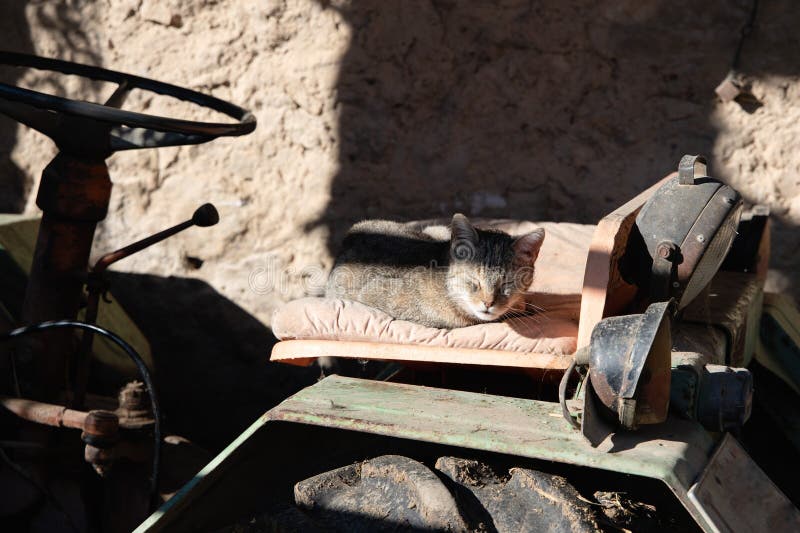 Cat Enjoying Sun on the Tractor, Farm, Relaxation Stock Photo - Image ...