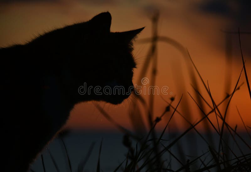 A cat enjoying the sunset stock photo. Image of enjoying - 215618706