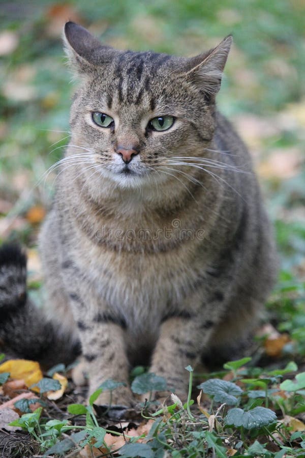 Cat enjoy stock image. Image of enyoj, green, tree, nature - 162502777